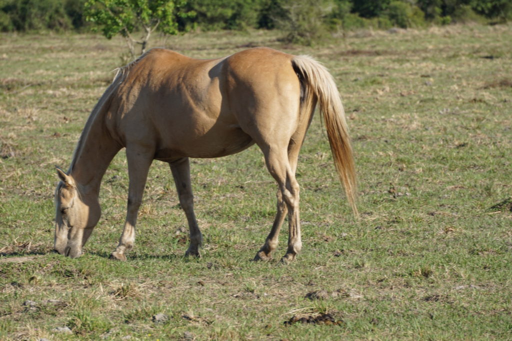April | Habitat For Horses