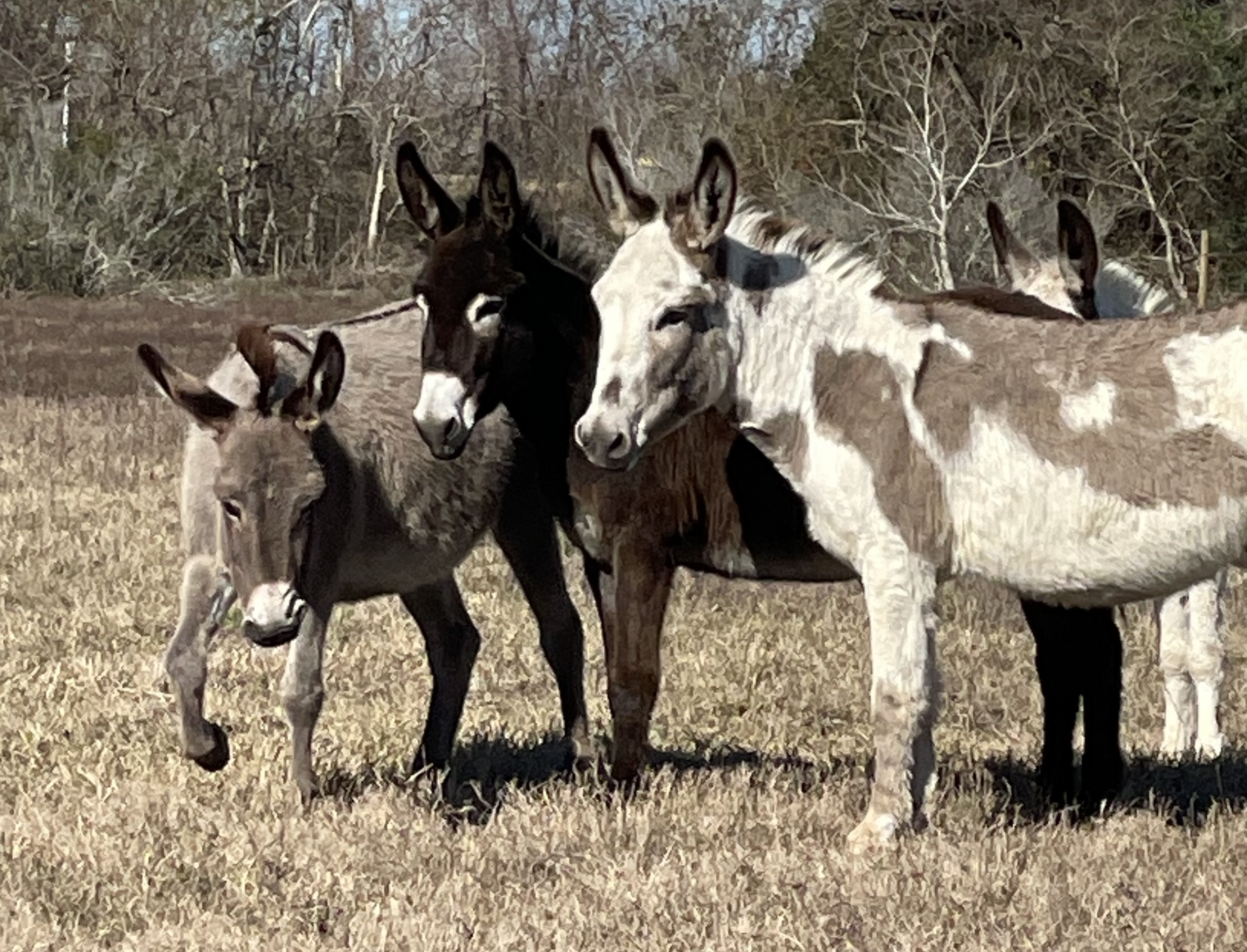 Applejack | Habitat For Horses