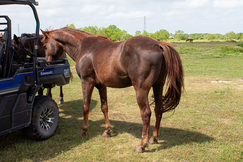 Bill | Habitat For Horses