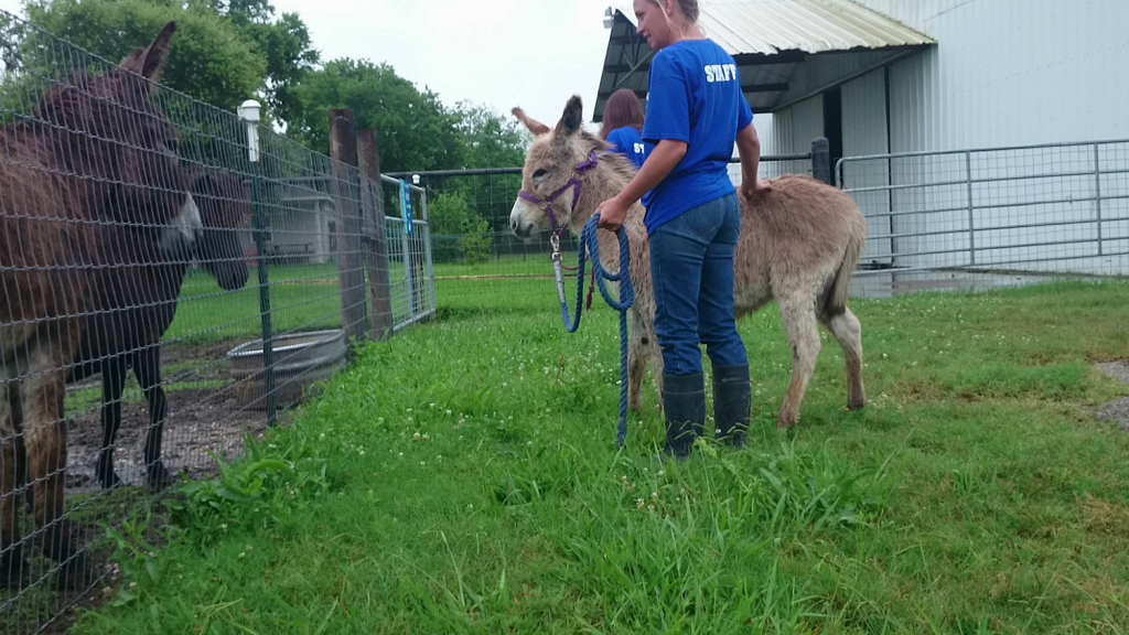 Bongo the baby donkey - sooo cute | Habitat For Horses