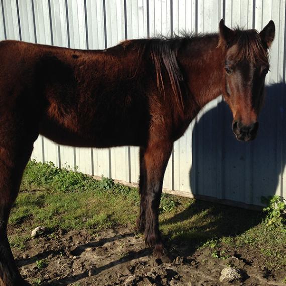 Ada | Habitat For Horses