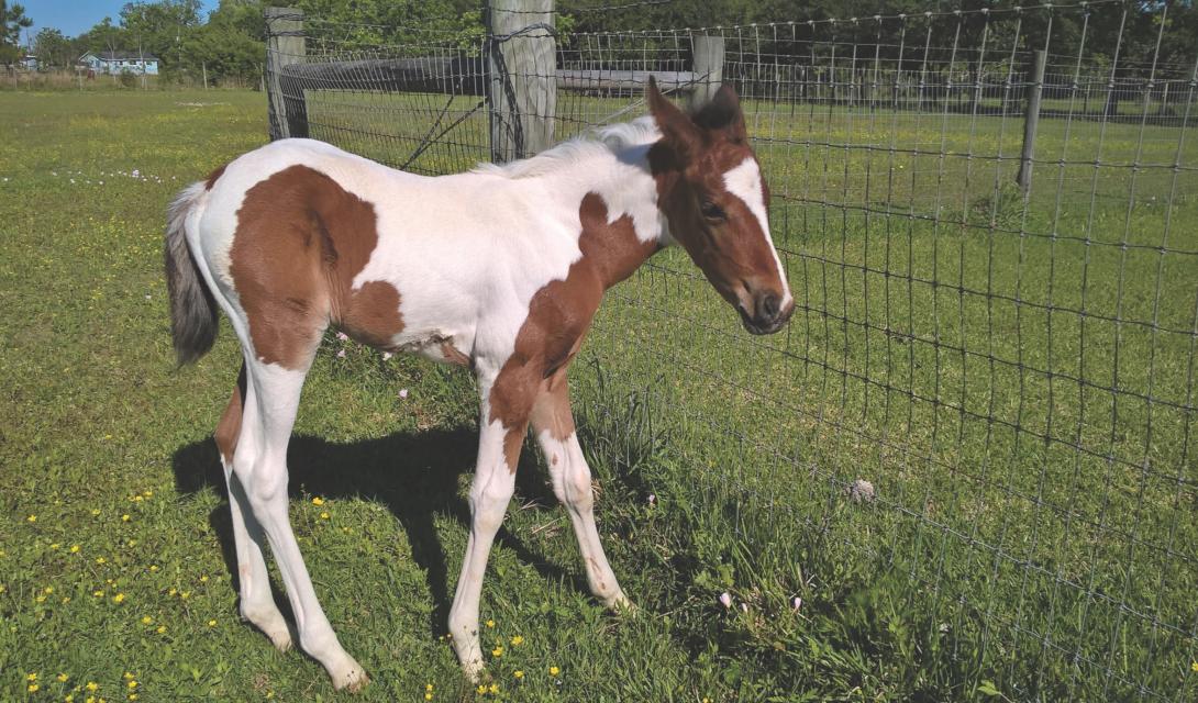 Facts about Horses | Habitat For Horses